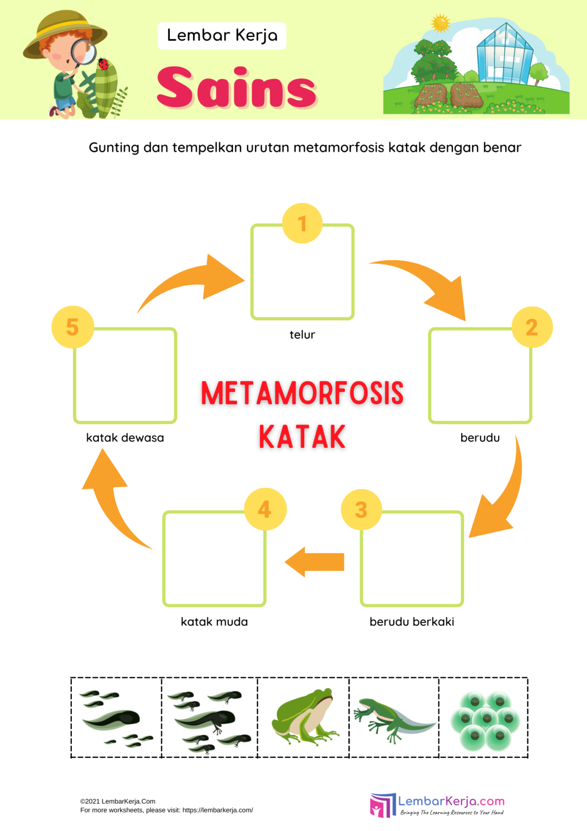 metamorfosis katak Archives - LembarKerja.Com